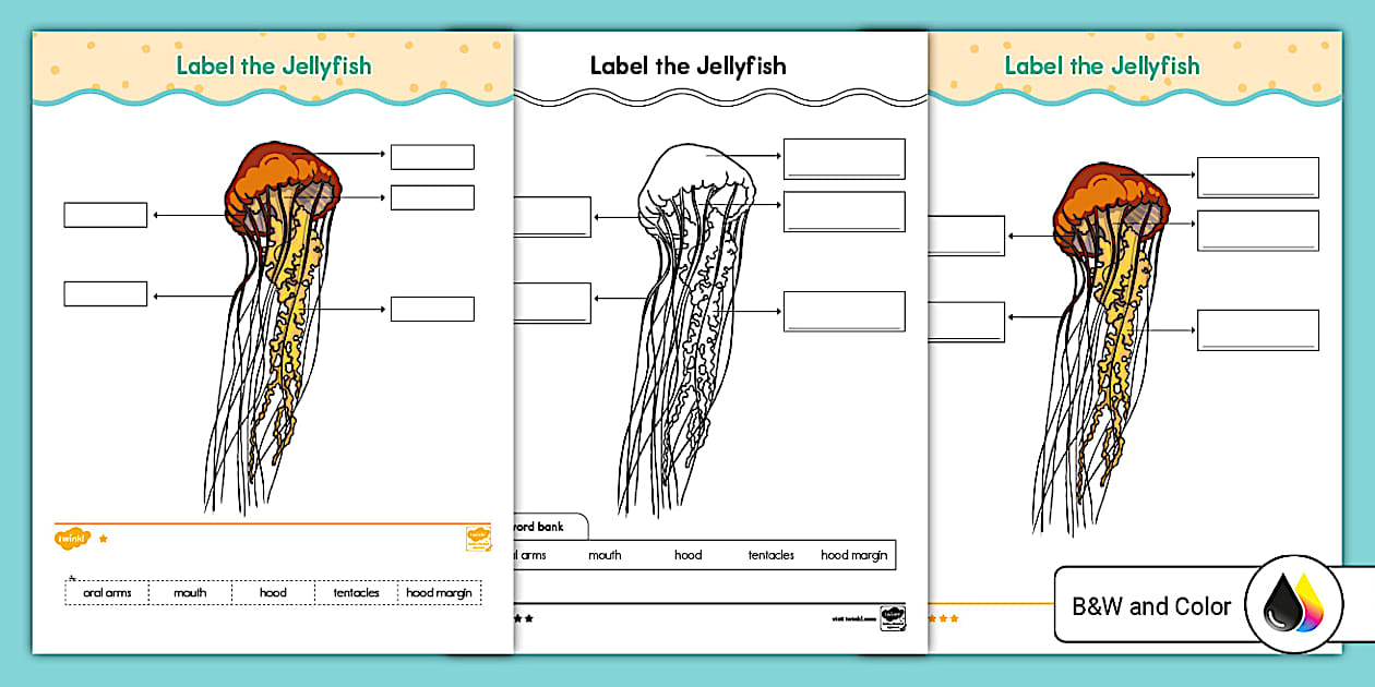 Label the Jellyfish Differentiated Worksheet for K-2nd Grade