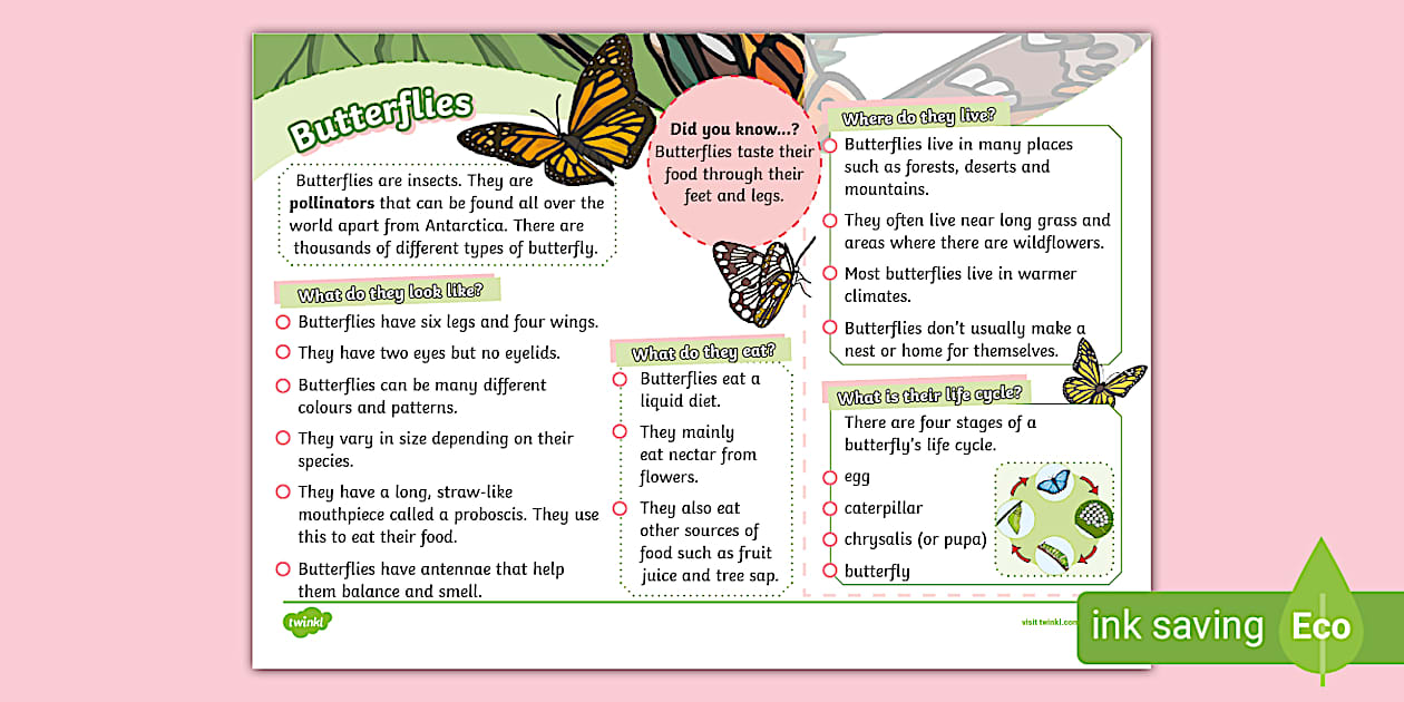 Butterfly Fact File | KS1 Animal Fact Files | Twinkl