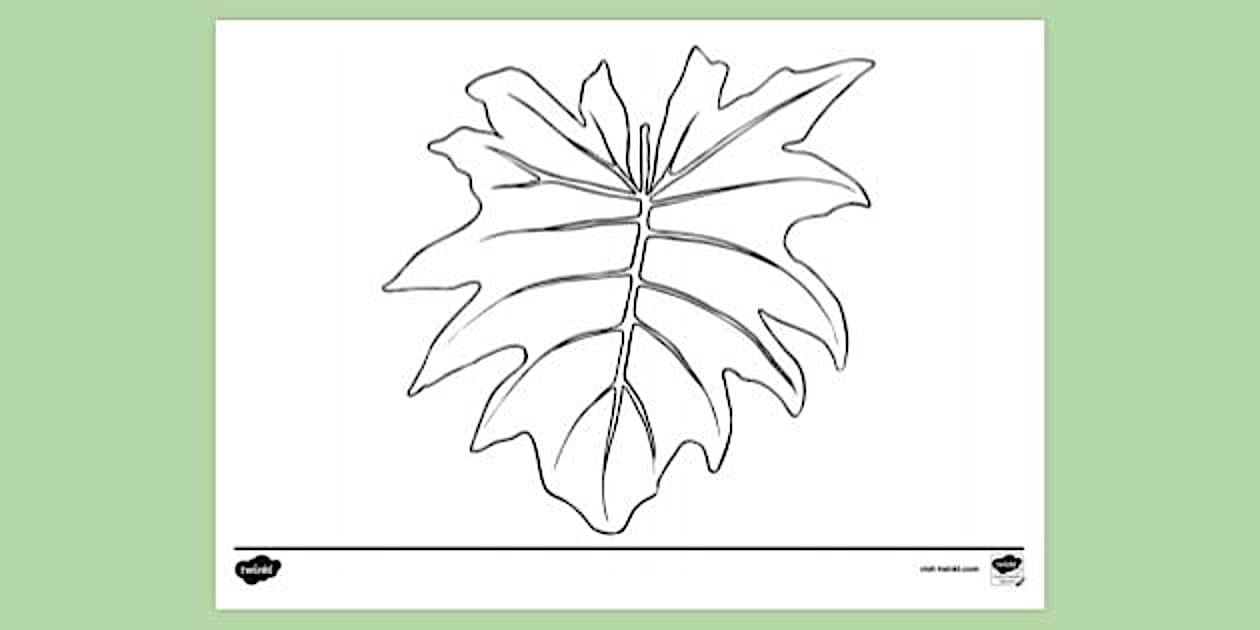 Rainforest Leaf 4 Colouring Sheet | Colouring Sheets