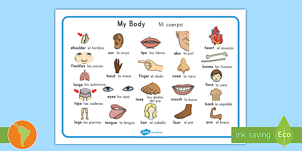 'My Body' Word Mat English/Spanish | ELL Resource | Twinkl