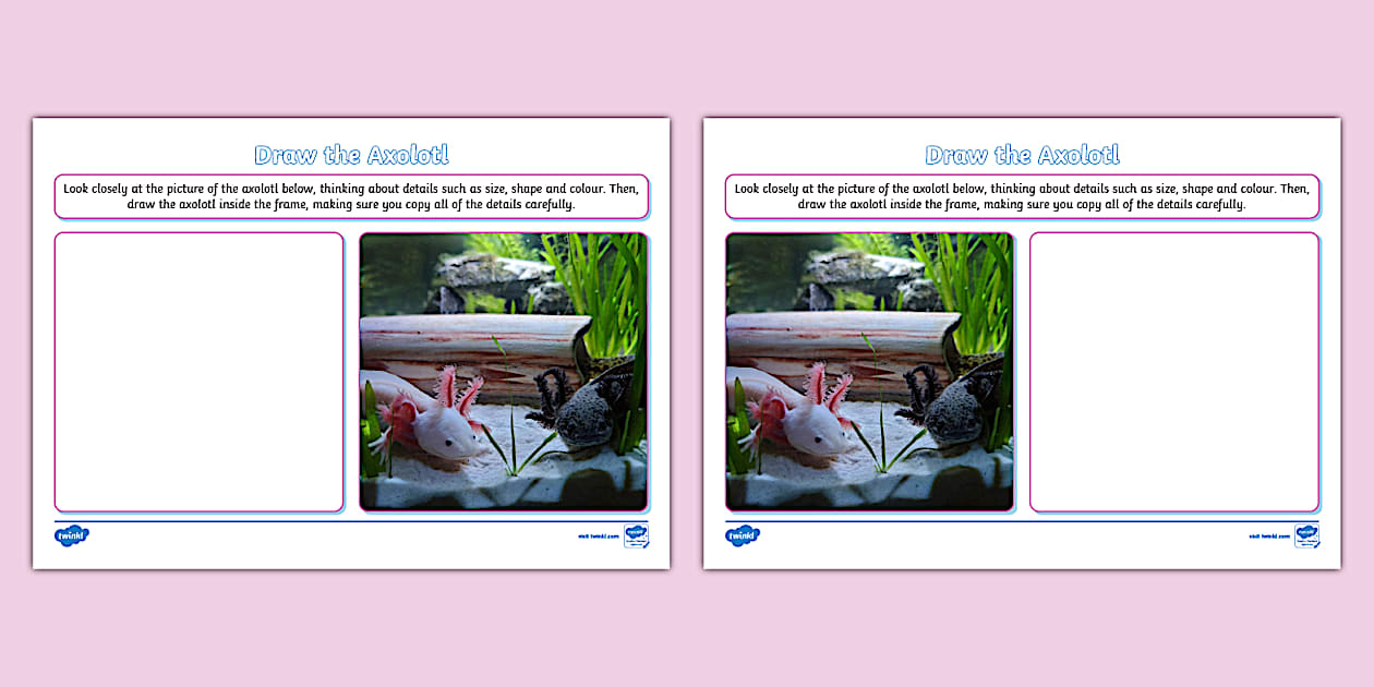 Draw the Axolotl Worksheet (Teacher-Made) - Twinkl