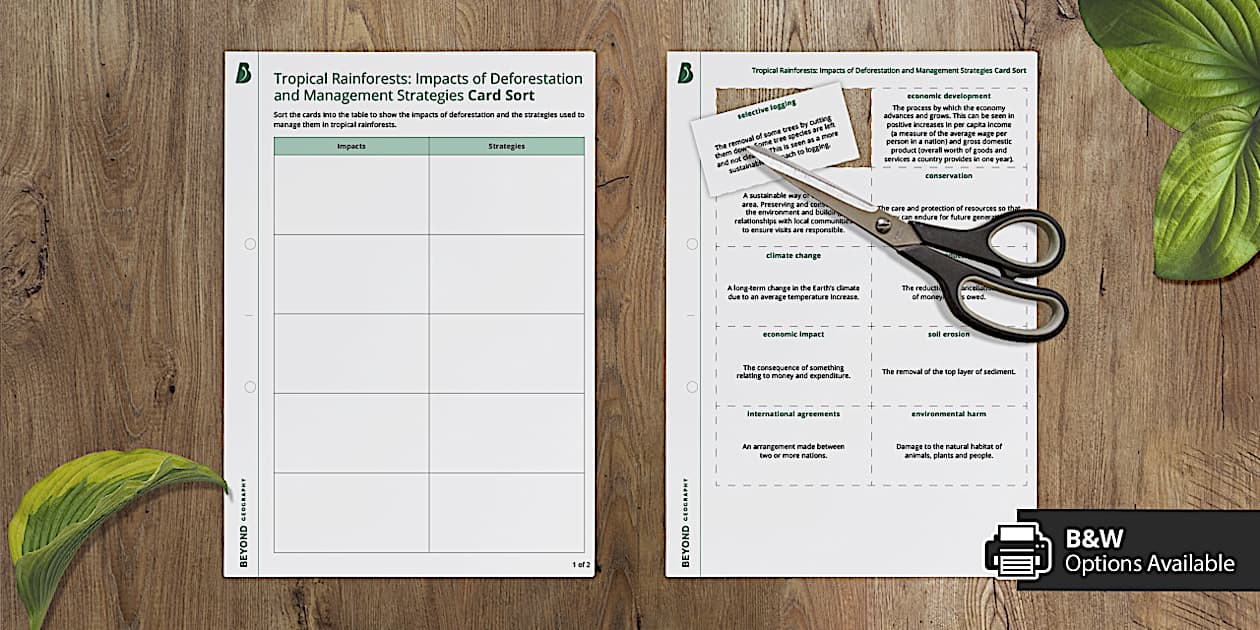 Tropical Rainforest Card Sort Activity | Geography | Beyond