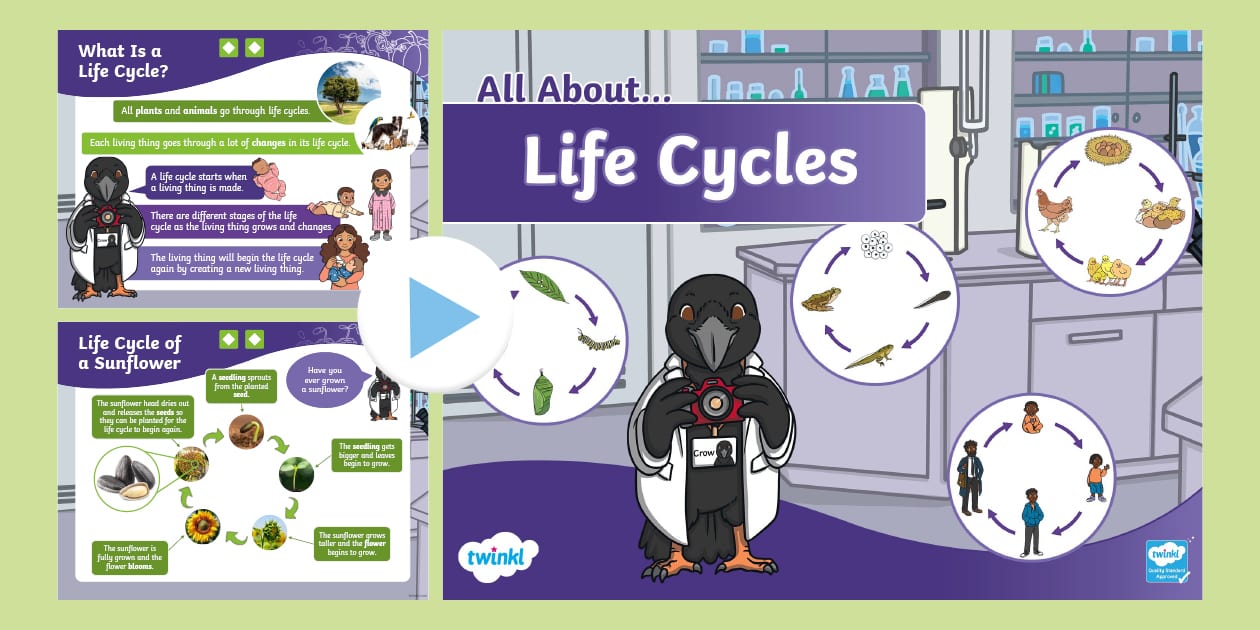 All About Life Cycles PowerPoint | Twinkl (teacher made)