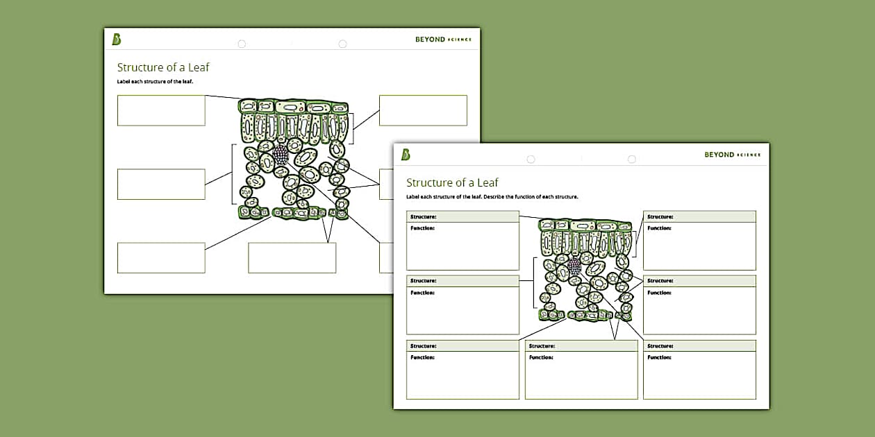 Structure of a Leaf Worksheet - Twinkl