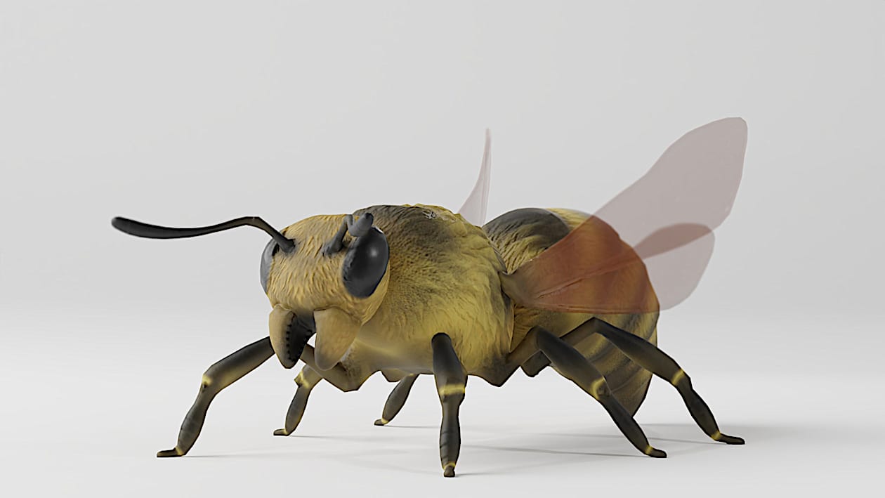 3D Model: Invertebrates - Honeybee (Teacher-Made) - Twinkl