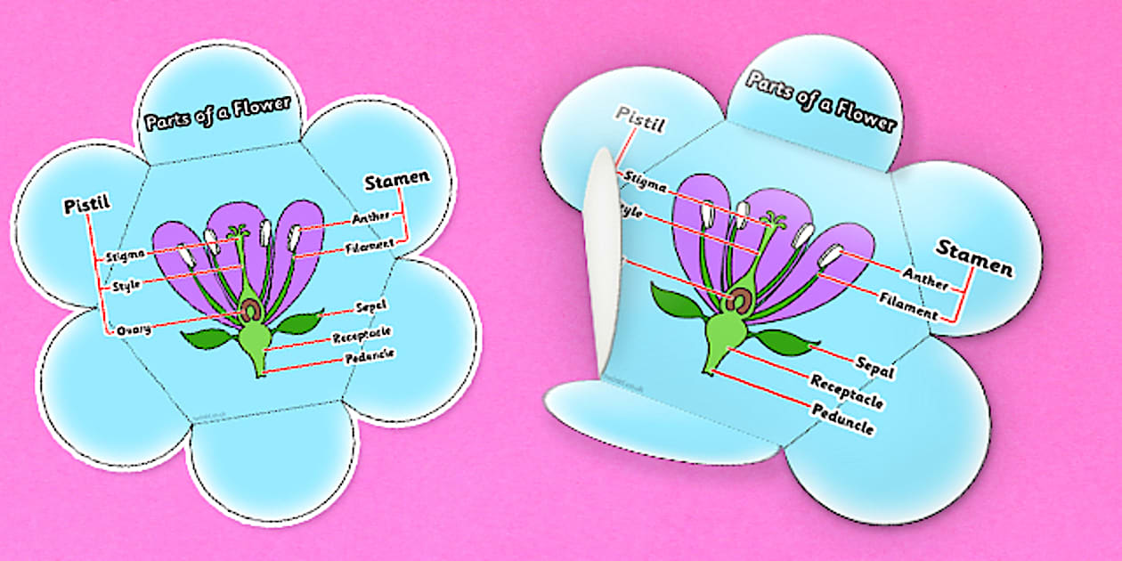 Parts of a Flower Foldable Visual Aid Reference Leaflet