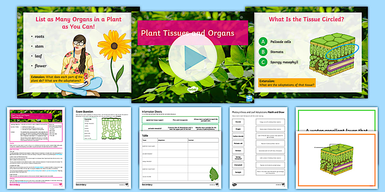 AQA Biology Unit 2: Plant Tissues and Organs Lesson Pack