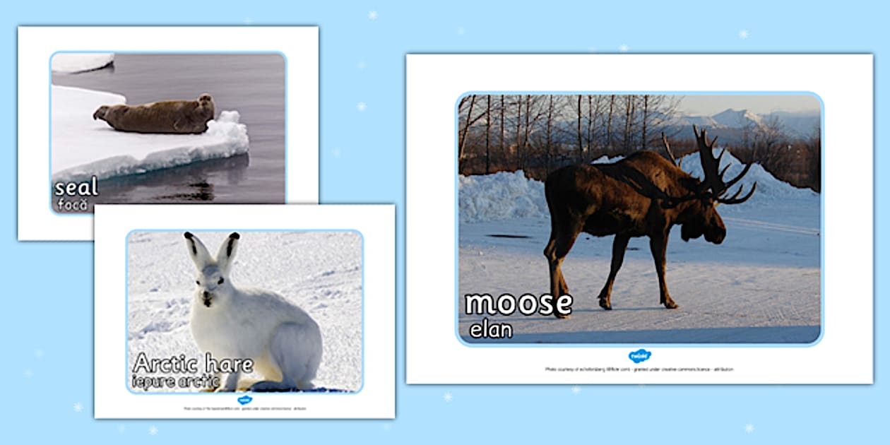 Arctic Animal Display Photos Romanian Translation - Twinkl