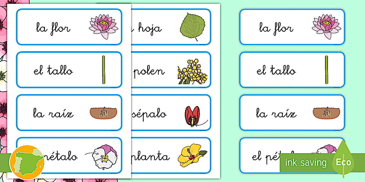 Tarjetas de vocabulario: Las partes de las plantas - Twinkl