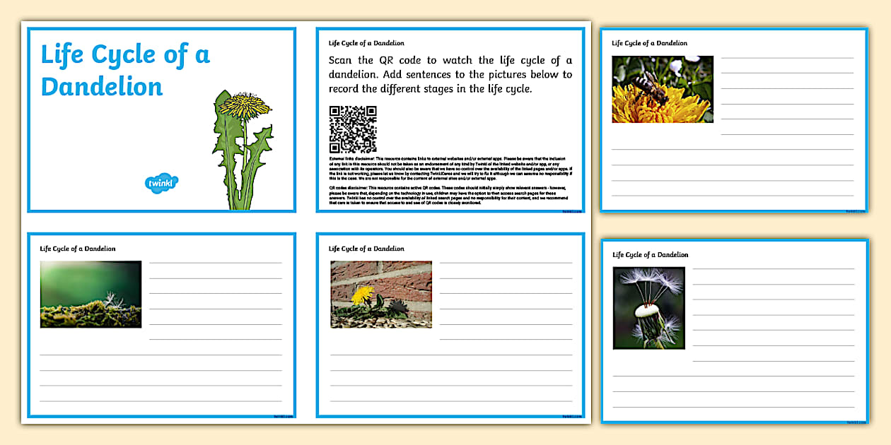 Life Cycle of a Dandelion Code Hunter (Teacher-Made)