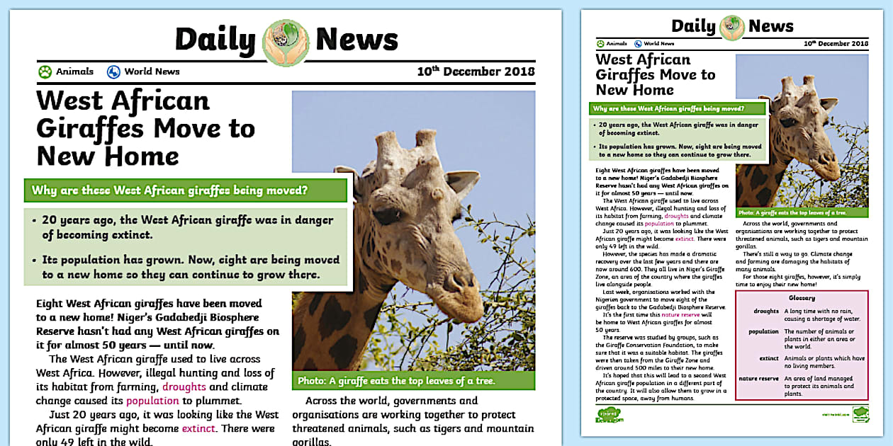 Giraffe News | Twinkl NewsRoom Resources (teacher made)