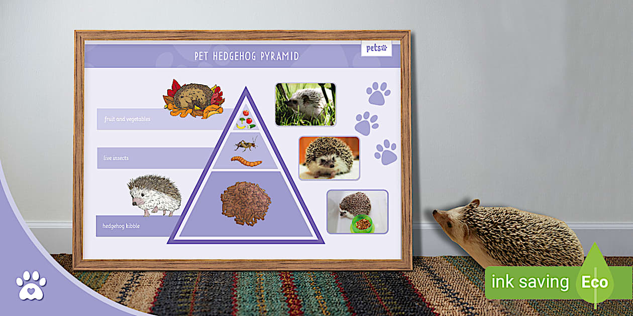 Pet Hedgehog Food Pyramid - Display Poster - Pygmy Hedgehog