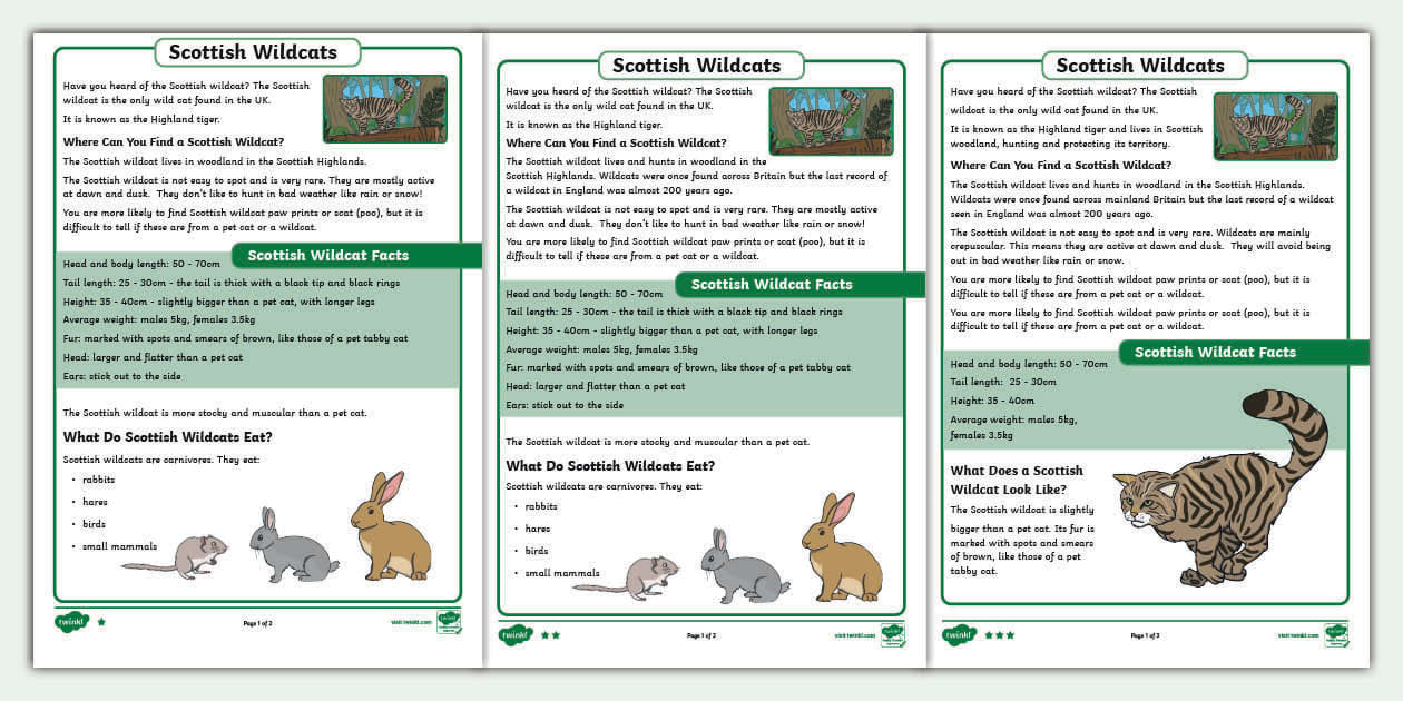 Scottish Wildcat Differentiated Fact File - Twinkl