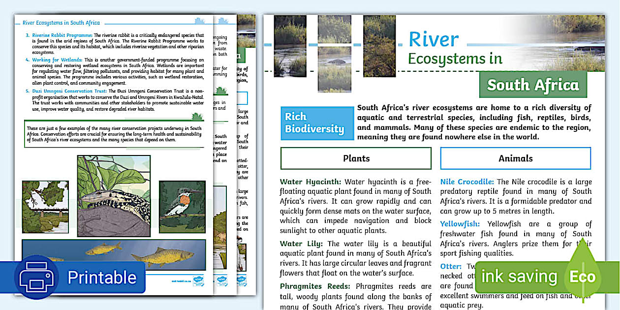River Ecosystems in South Africa (Teacher-Made) - Twinkl