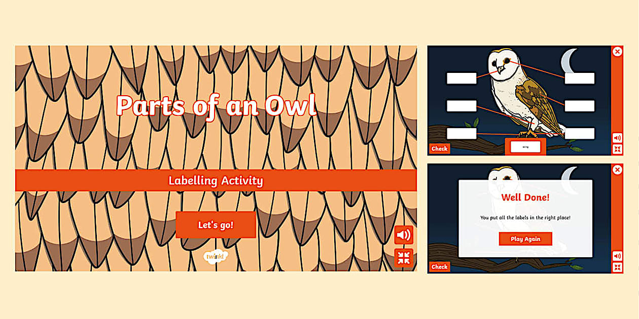 Owl Interactive Labelling Activity (teacher made) - Twinkl