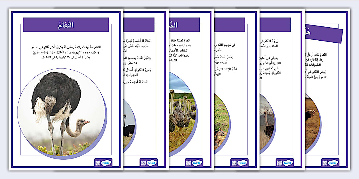 ملصق (بوستر): النعام (teacher made) - Twinkl