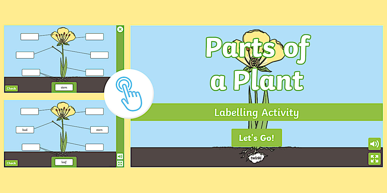 Interactive Parts of a Plant Labelling Activity | Twinkl Go!