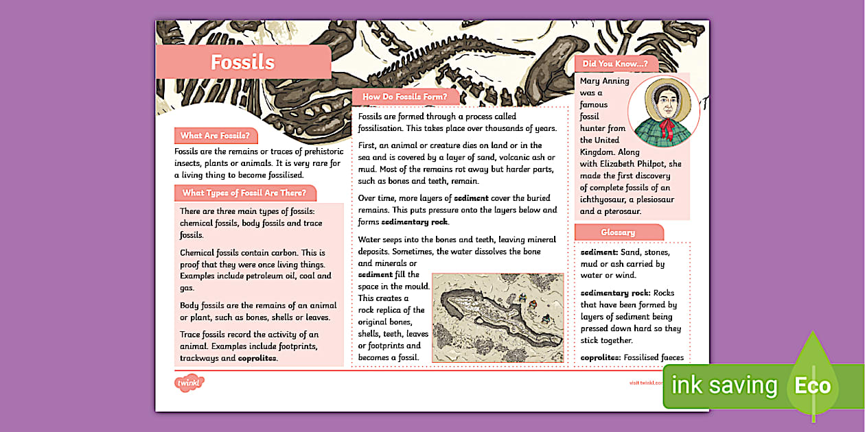 Fossils Fact File - KS2 (teacher made) - Twinkl