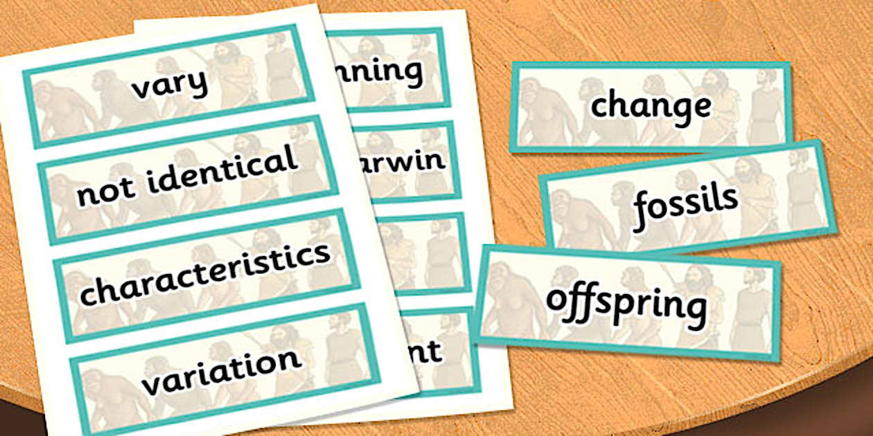 Year 6 Evolution and Inheritance Key Vocabulary Cards