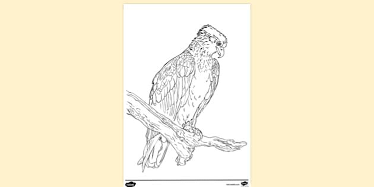 Osprey Colouring | Colouring Sheets (teacher made) - Twinkl