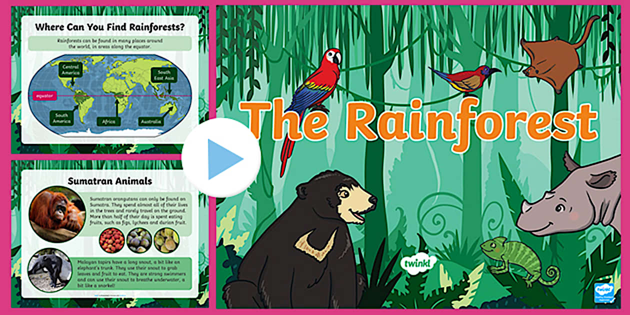 KS1 Rainforest Information PowerPoint (teacher made)