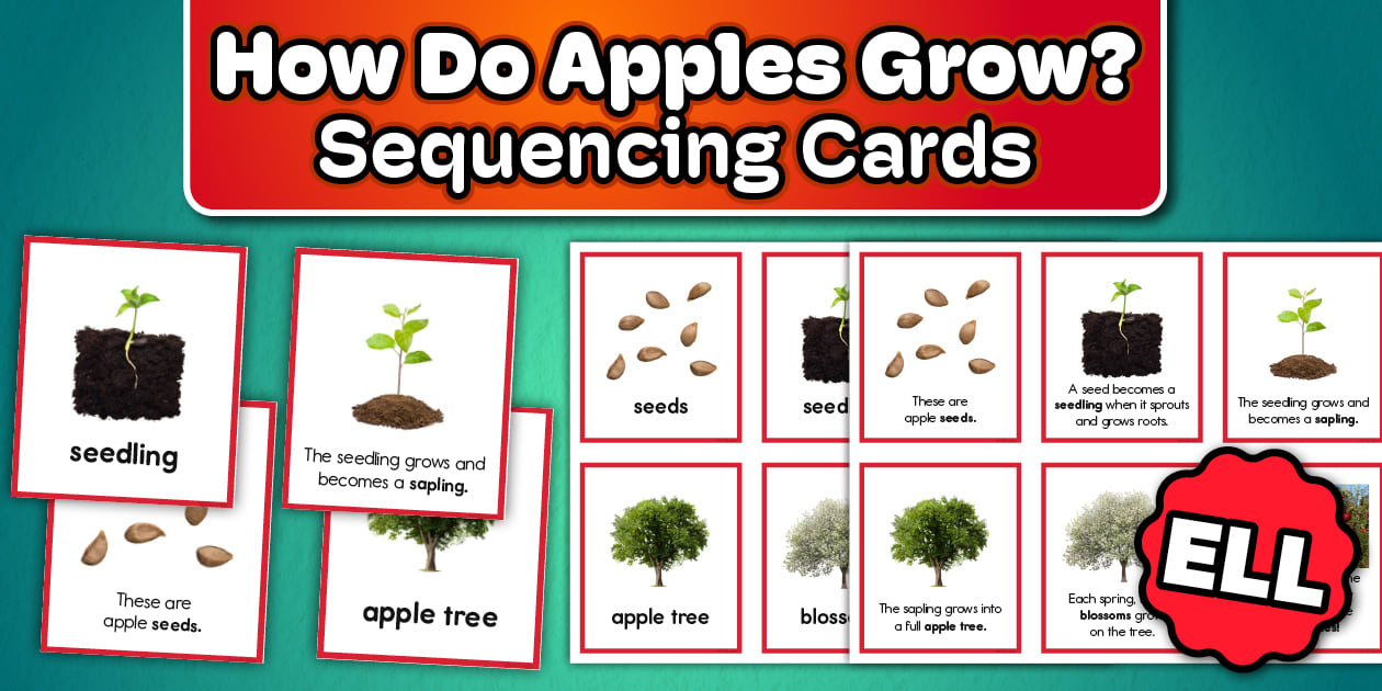 How Do Apples Grow? Photo Sequencing Cards for ELL