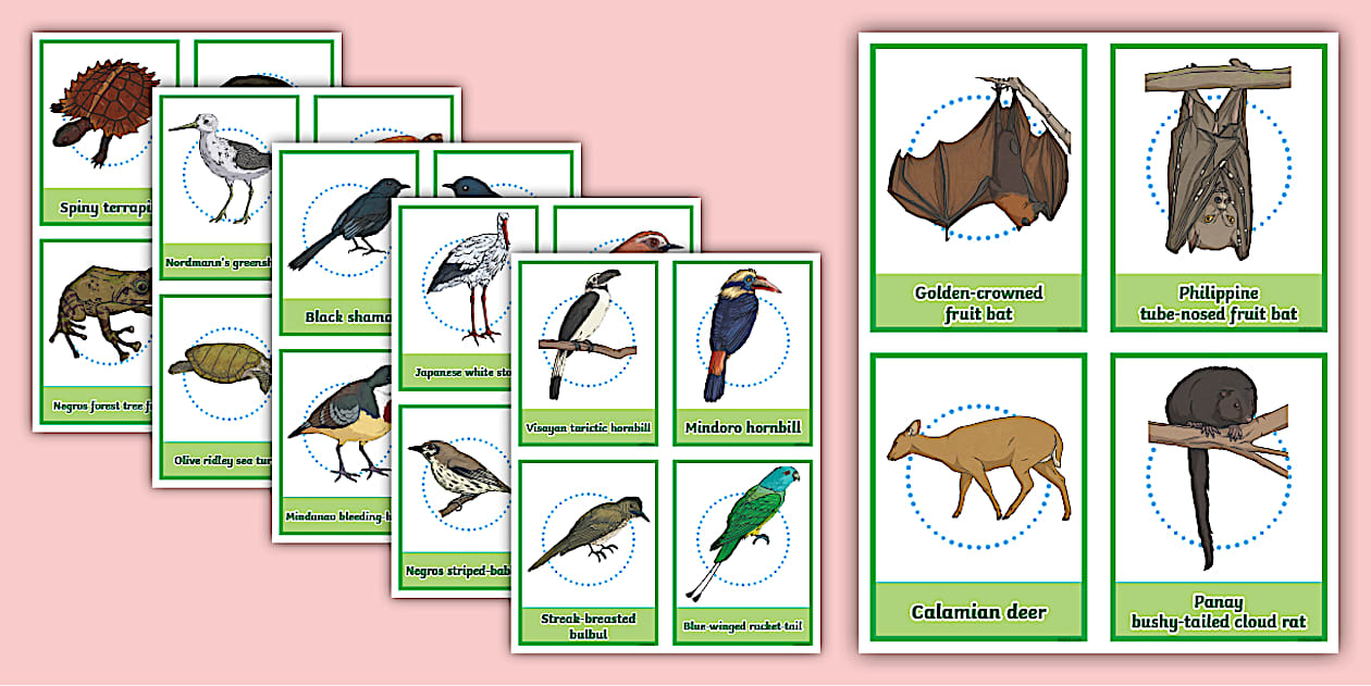 Endangered Philippine Animals Flashcards |Grade 2 - 6 | Twinkl