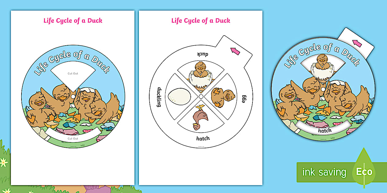Editable Brenda's Boring Egg Life Cycle of a Duck Spin Wheel Activity