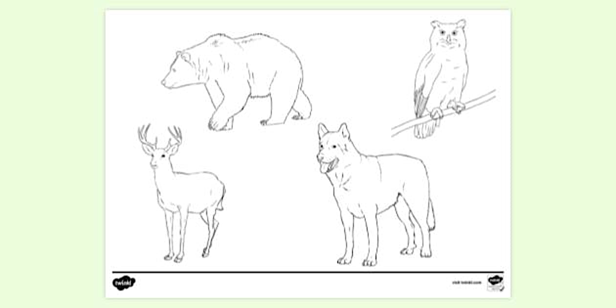 Canadian Animals Colouring Page - Primary Resources