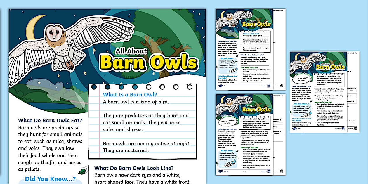 Black and White KS1 All About Barn Owls Differentiated Reading ...