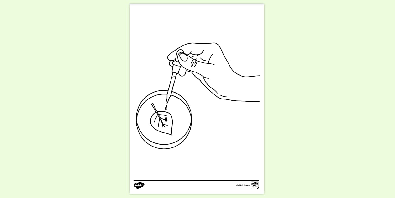 Starch Testing Leaves Part Two Colouring Sheet - Twinkl