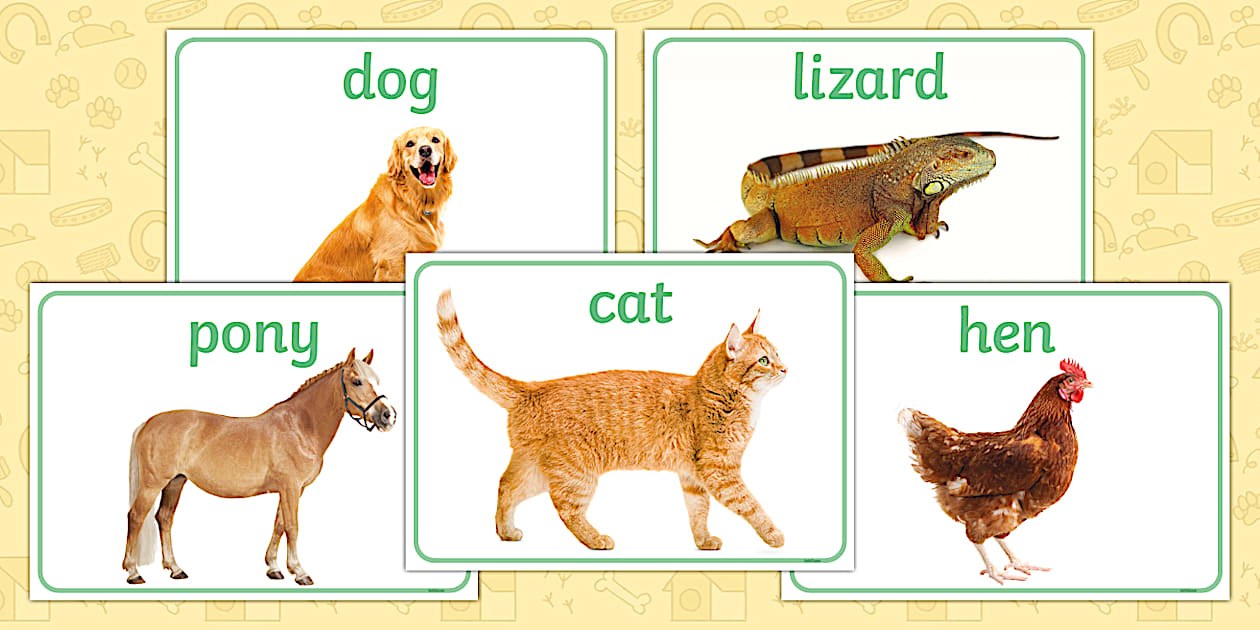 Pet Animals Photo Pack