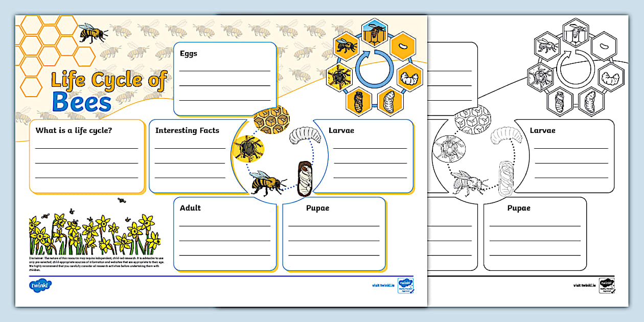 Life Cycle of Bees Fact File Template - Twinkl