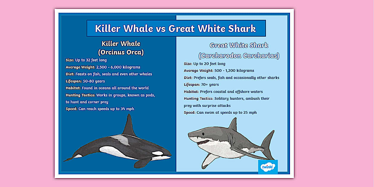 Killer Whale Versus Shark Display Poster