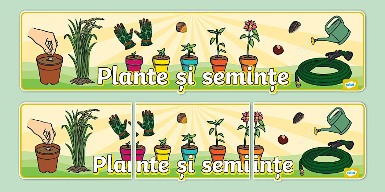 Plante și semințe – Banner (teacher made) - Twinkl