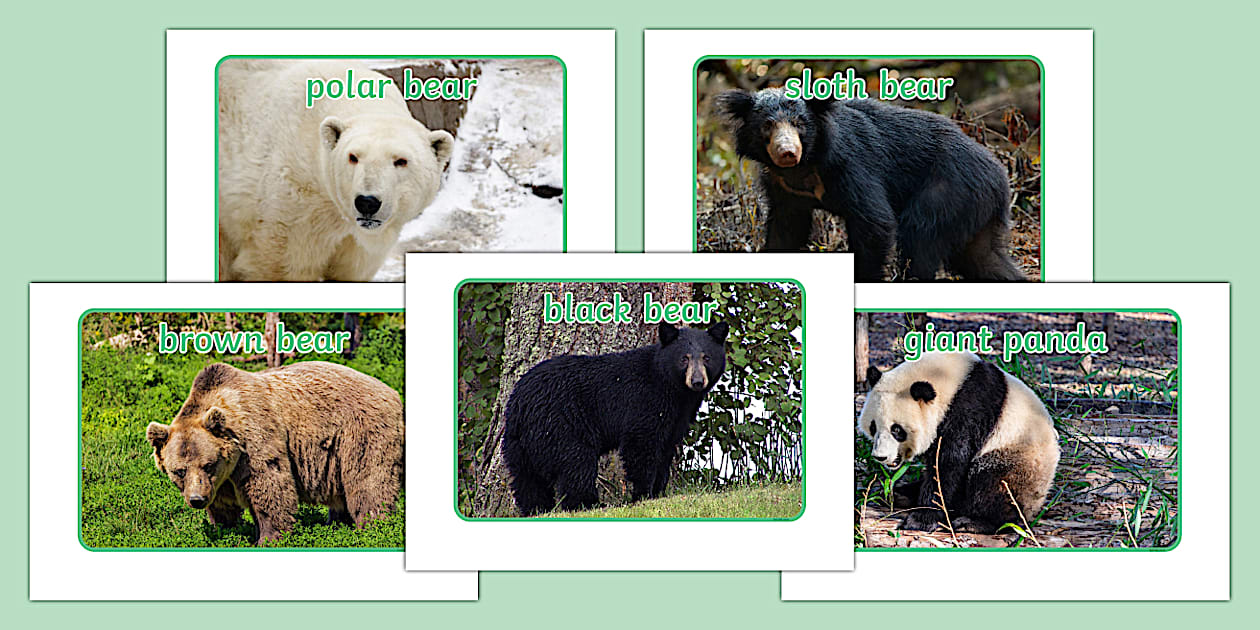 Bears Display Photos | Twinkl (teacher made) - Twinkl