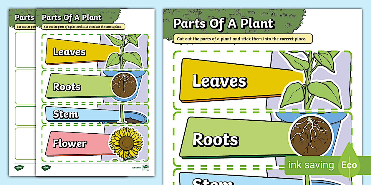 Parts of a Plant