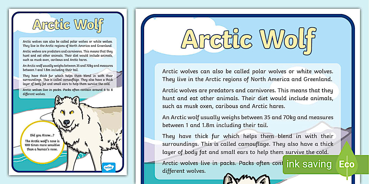 Arctic Wolf Display Poster (teacher made) - Twinkl