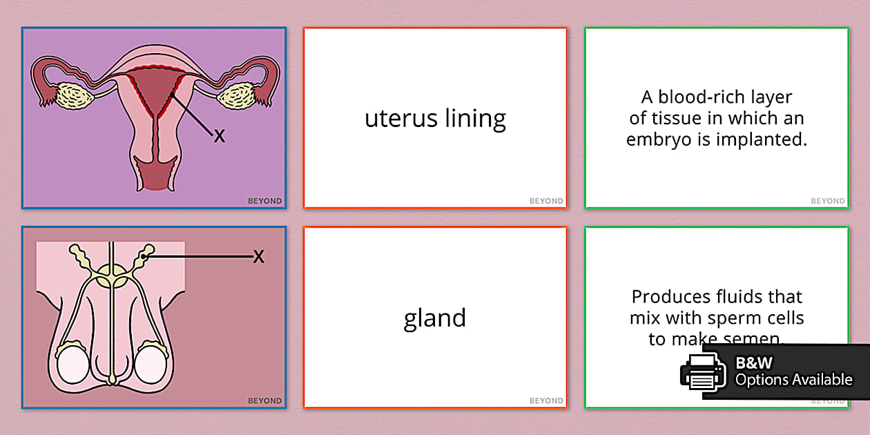 Human Reproductive Systems Display Cards (Teacher-Made)