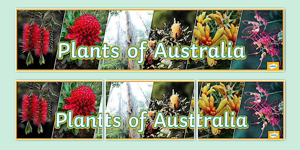 Plants of Australia Display Banner (teacher made) - Twinkl
