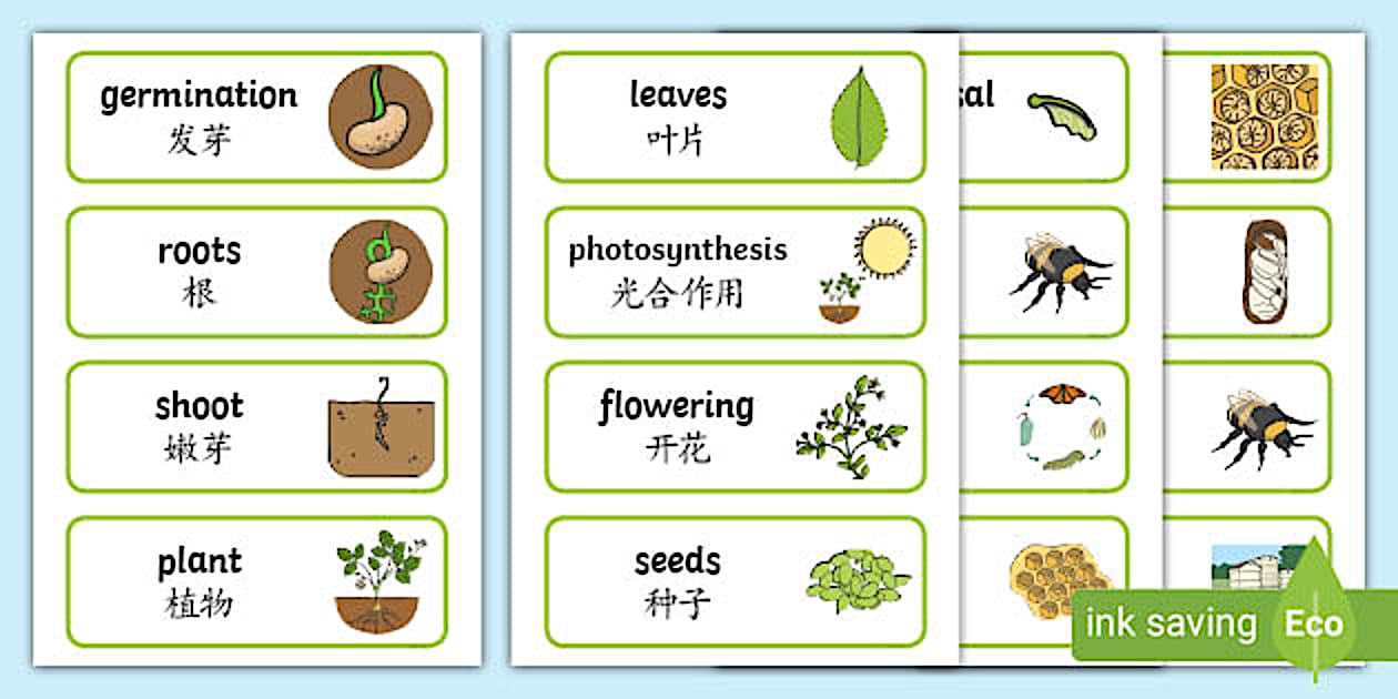Life Cycle Word Cards - English/Mandarin Chinese - Twinkl