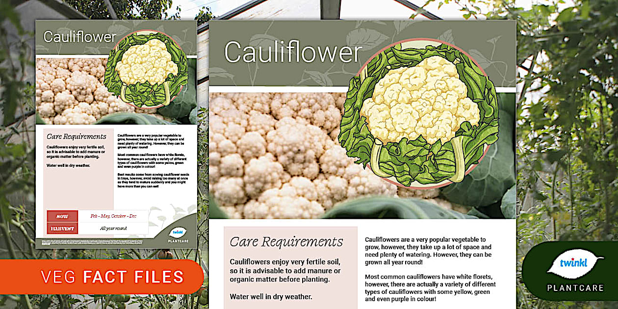 Garden Veg Fact File: Cauliflower, Plant, growing vegetables