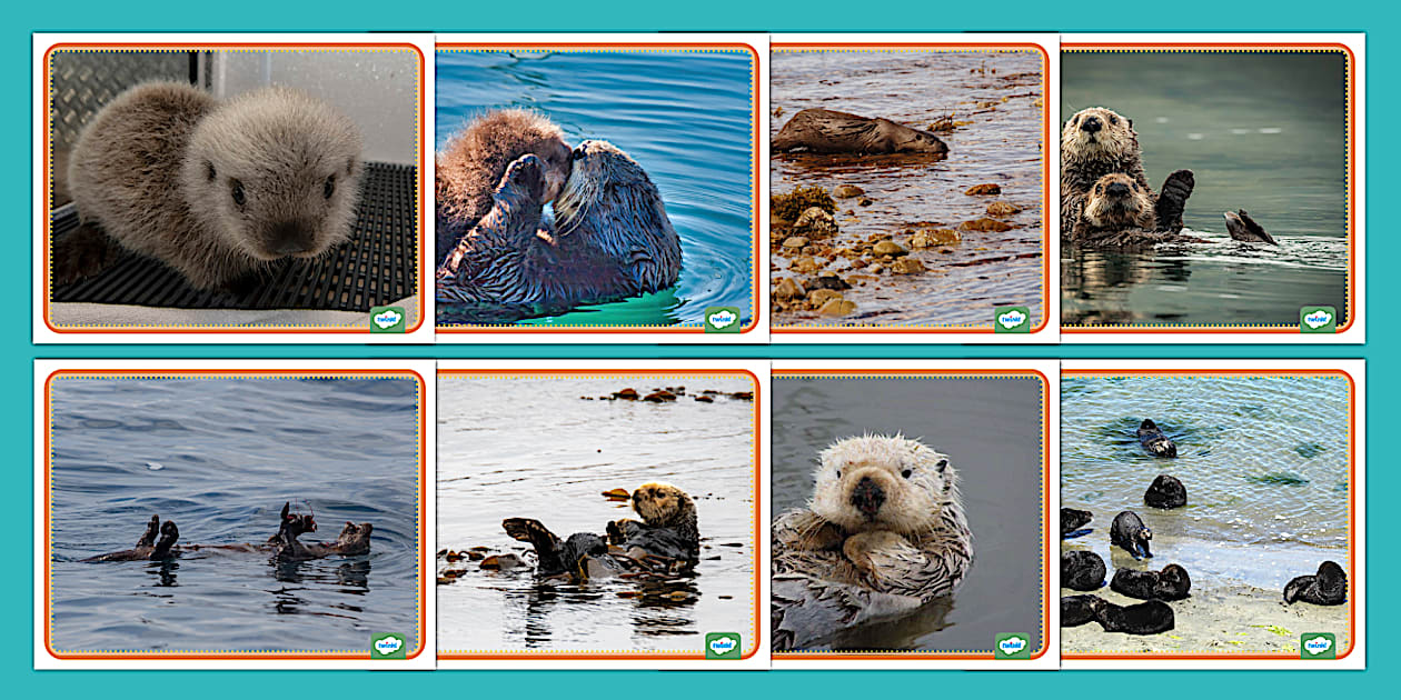 Early Childhood Sea Otter Photos (Teacher-Made) - Twinkl