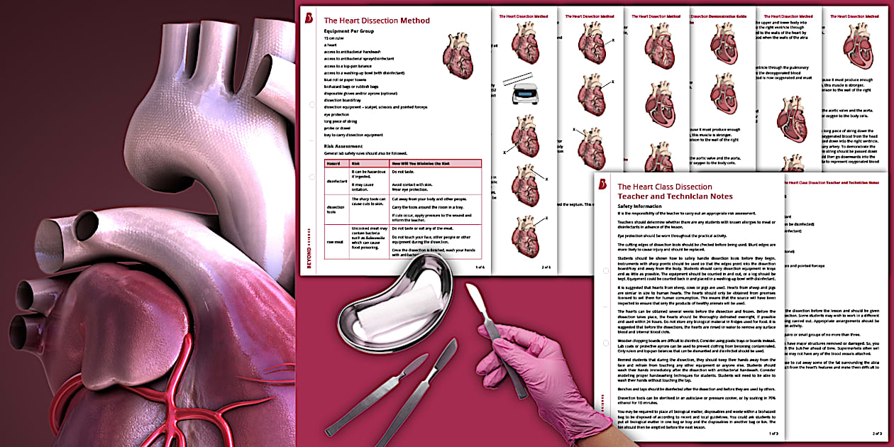 The Heart Dissection Investigation | Science | Beyond