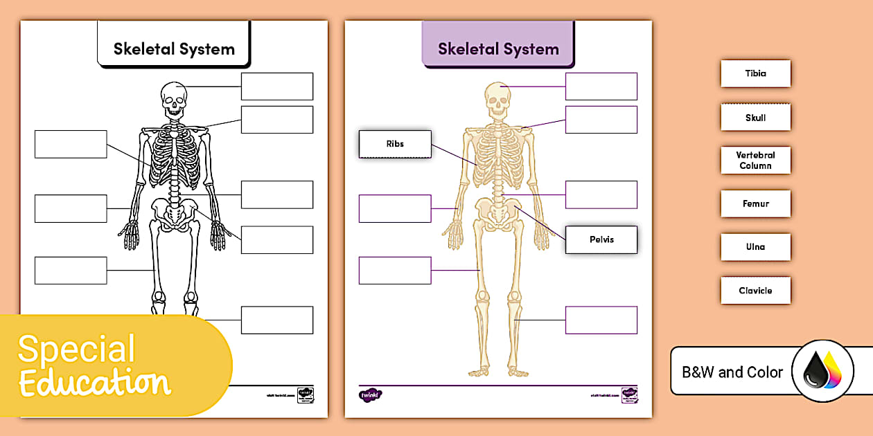 The Skeletal System: Bone Labeling Worksheet (teacher made)