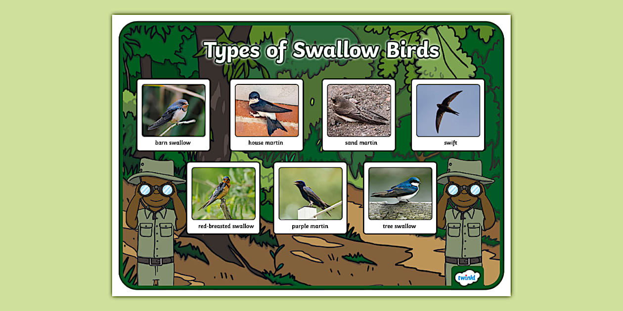 Types of Swallow Birds Display Poster - Twinkl