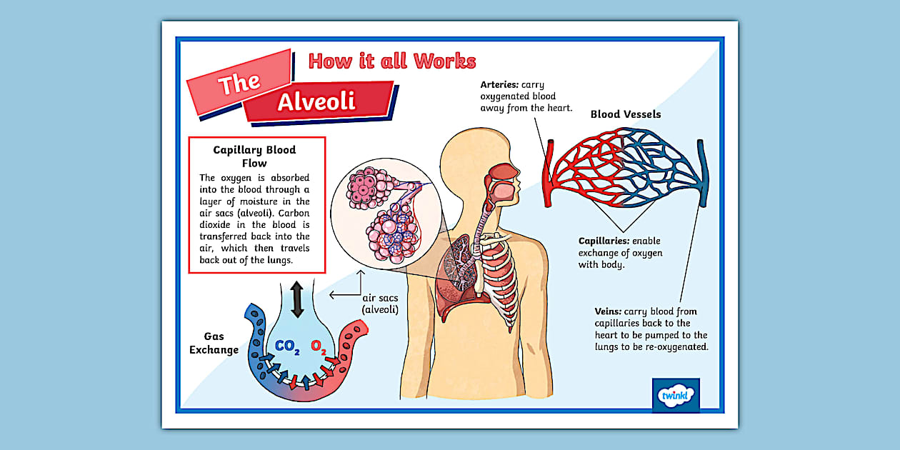 Human Body Lungs Air Sacs Alveoli Display Poster - ourselves