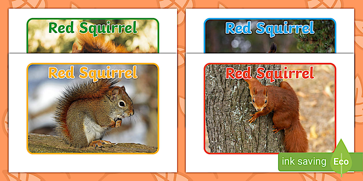 Red Squirrel Photo Pack (teacher made) - Twinkl