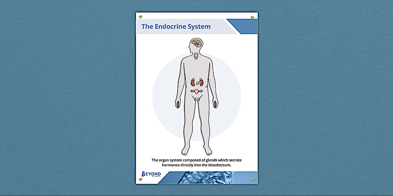 Endocrine System Display Poster | Science | Beyond - Twinkl