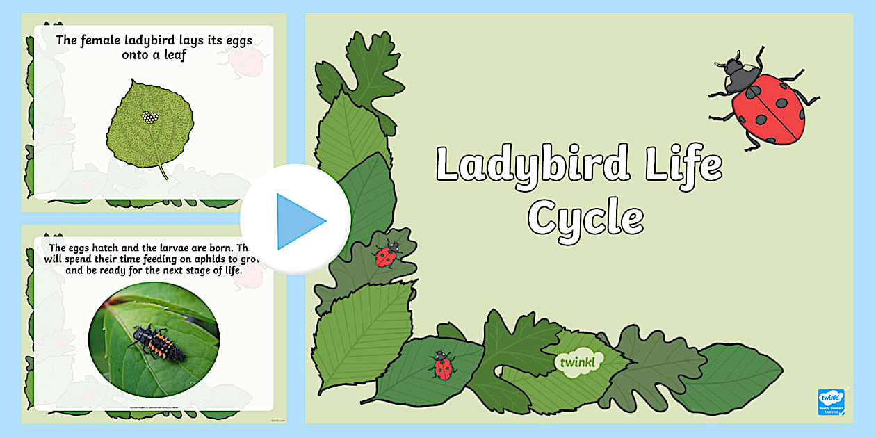 Ladybird Life Cycle PowerPoint - KS1 Life Processes - Twinkl